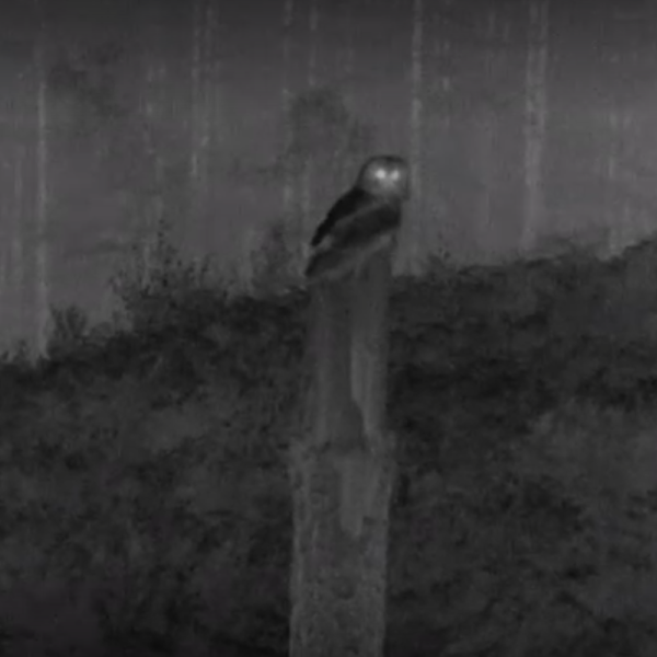 Thermal Imaging for Bird Watching - Thomas Jacks Focus