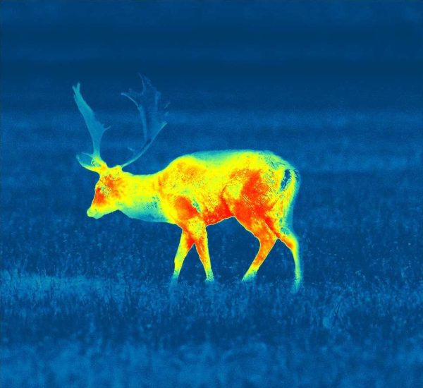 Thermal Imaging for Bird Watching | Thomas Jacks Focus