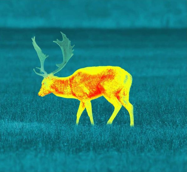 Thermal Imaging for Bird Watching | Thomas Jacks Focus