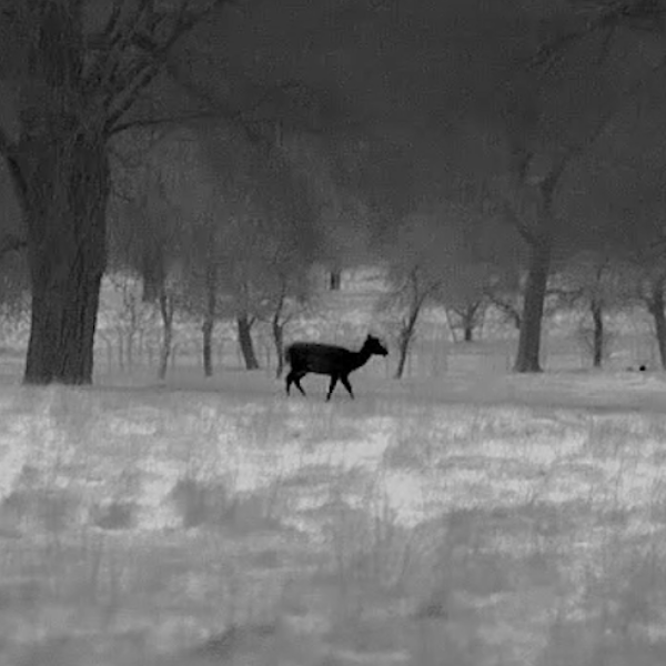 Thermal Imaging for Wildlife Observation | Thomas Jacks Focus